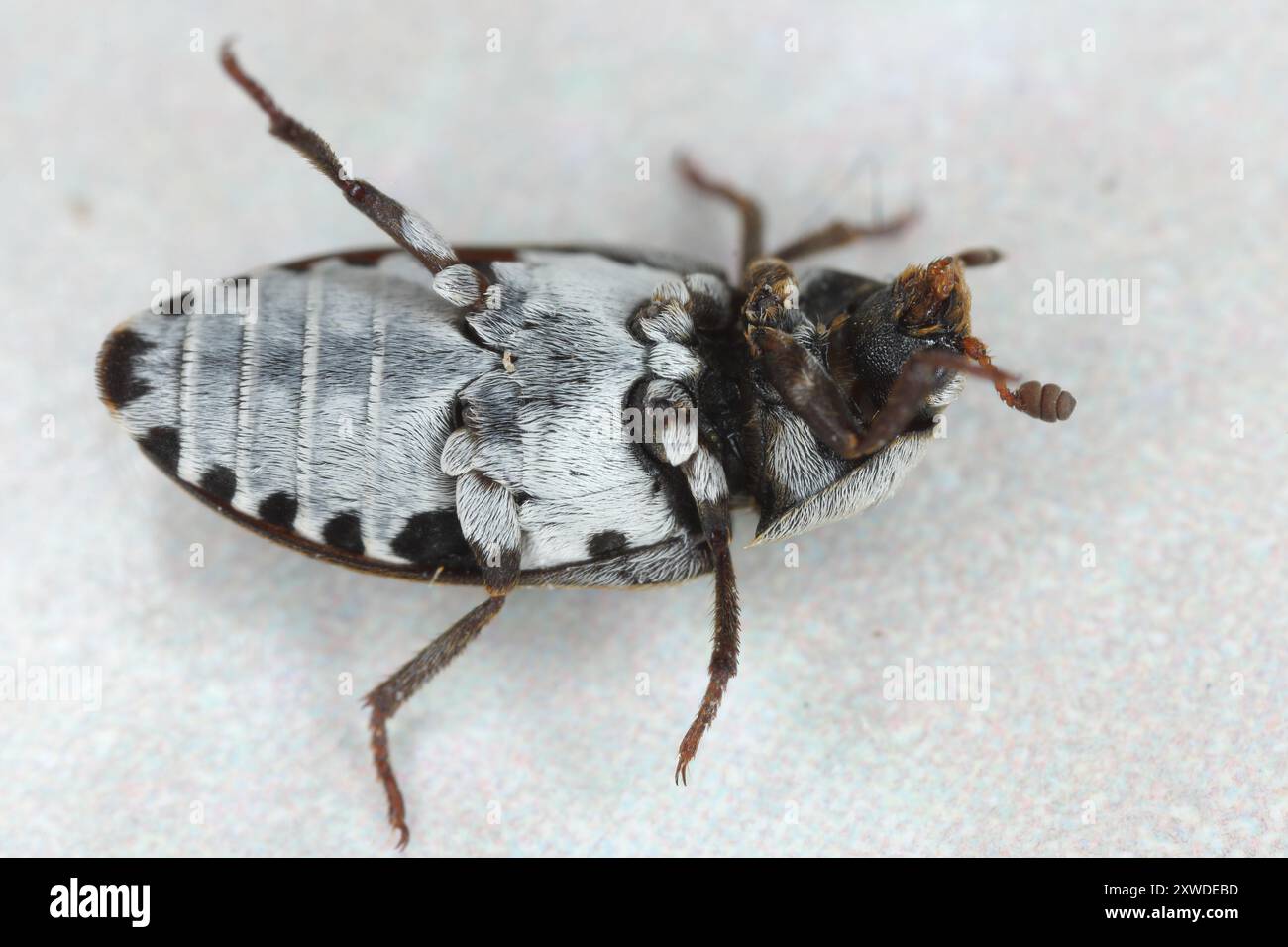 Leather beetle (Dermestes sibiricus). Skin beetle. A common pest in ...