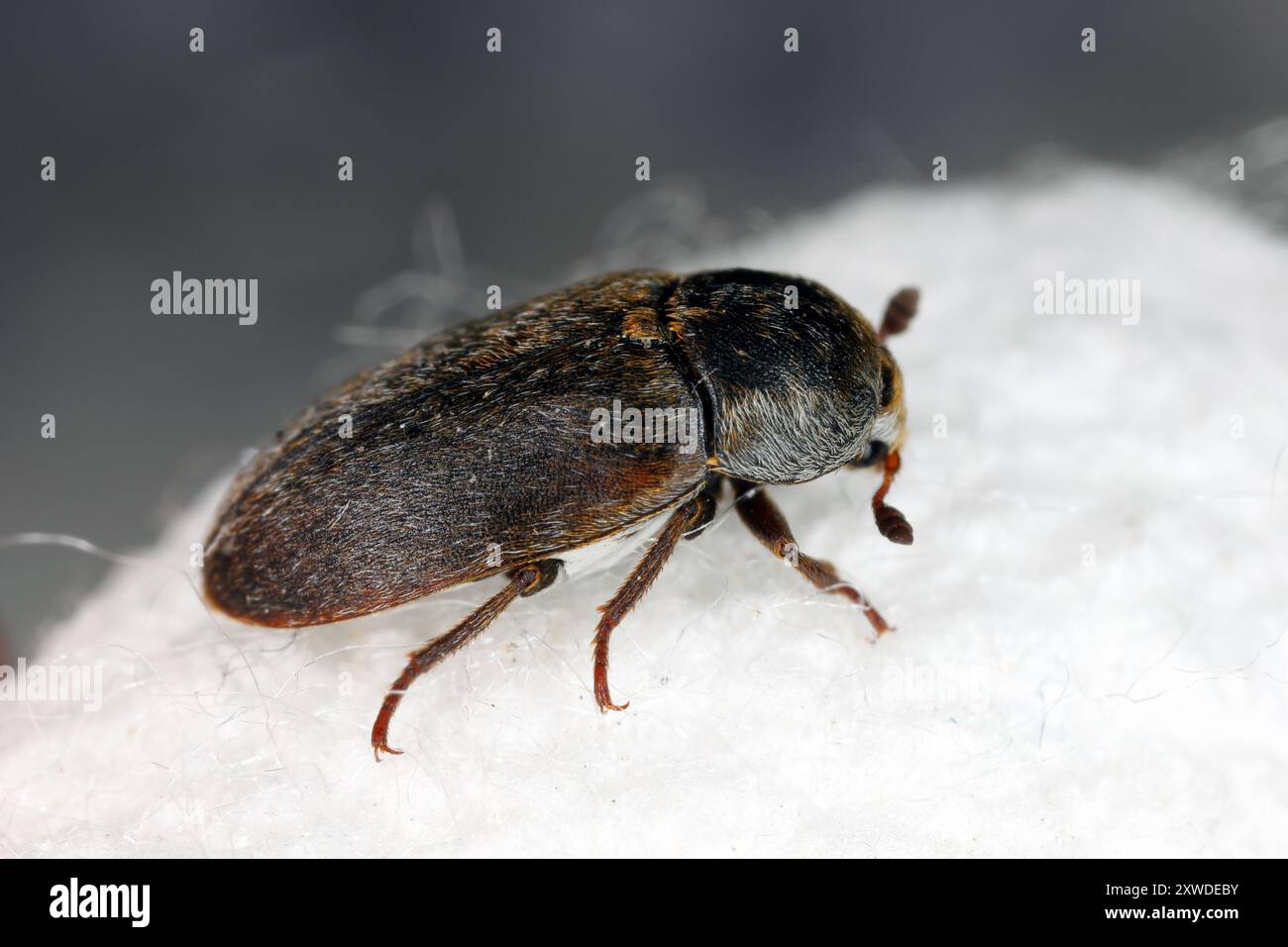 Leather beetle (Dermestes sibiricus). Skin beetle. A common pest in ...