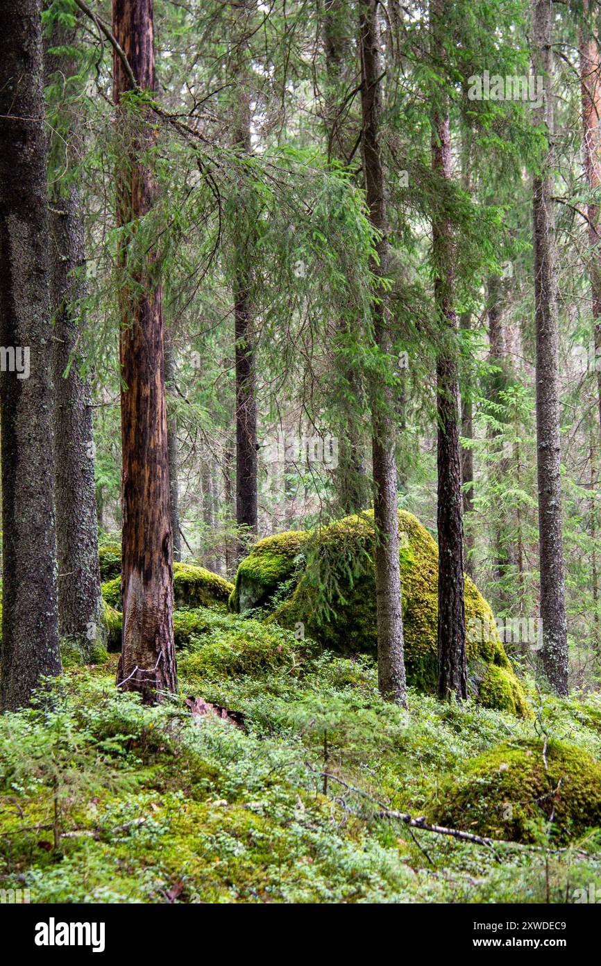 Deep forest scene in Bergslagen, Sweden Stock Photo - Alamy