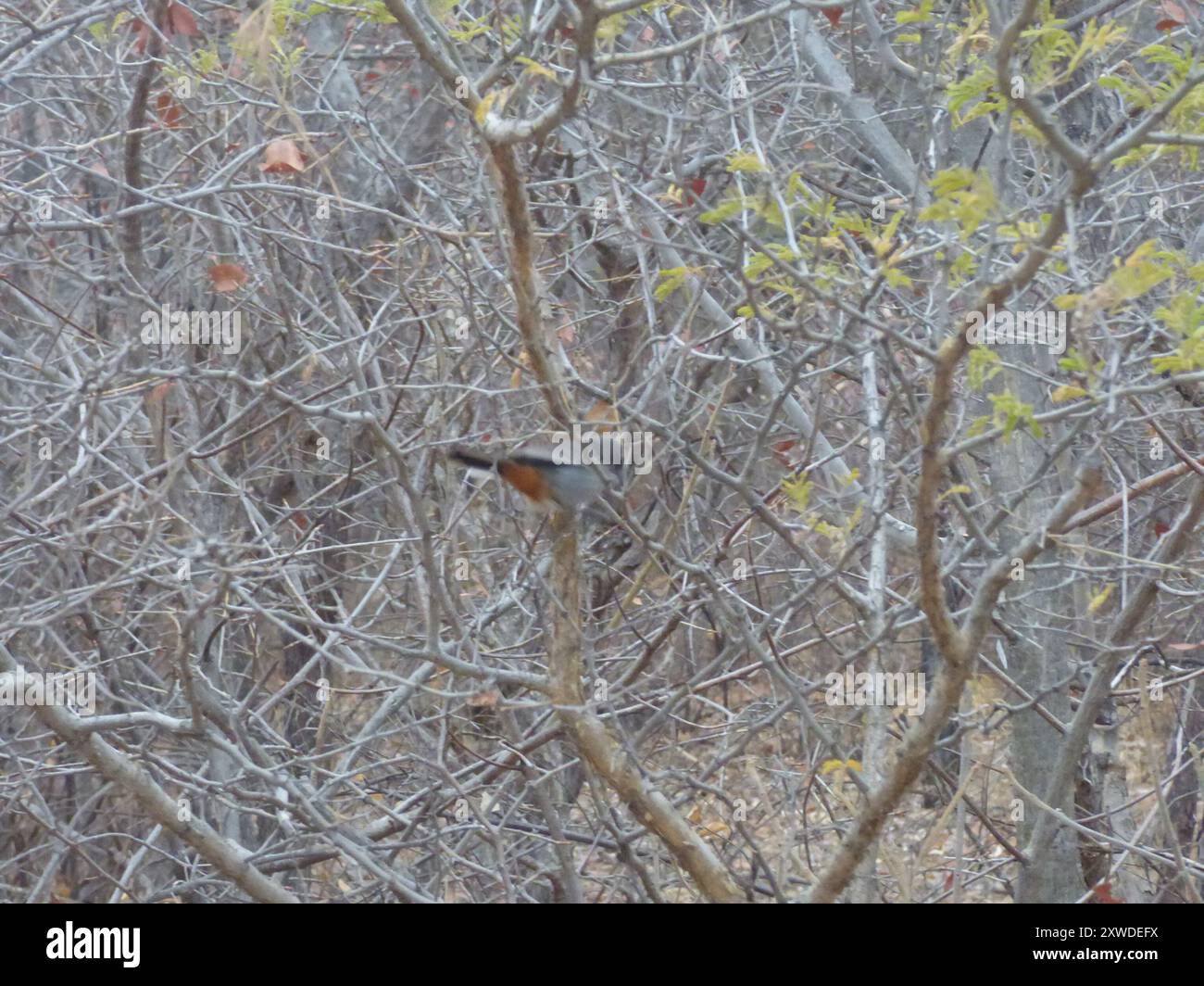 Chestnut vented hi-res stock photography and images - Alamy