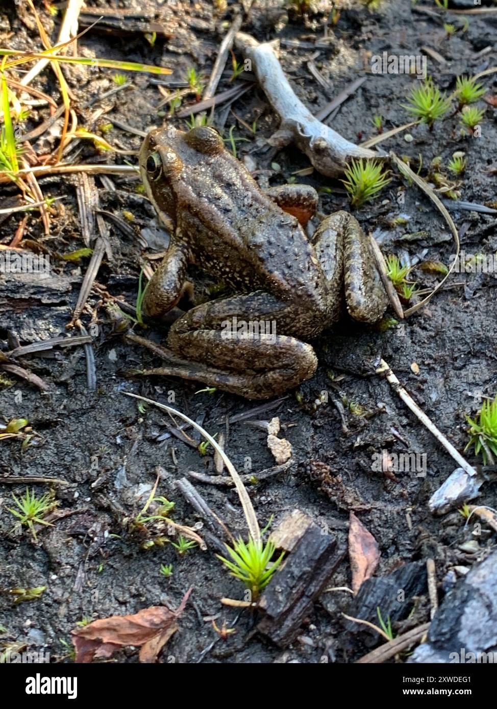 Pond Frogs (Rana) Amphibia Stock Photo - Alamy