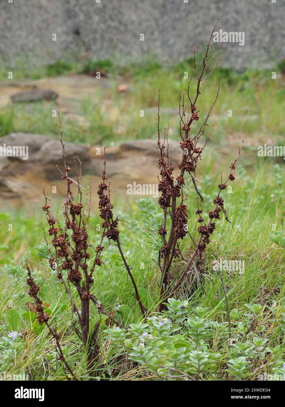 Japanese Dock (Rumex japonicus) Plantae Stock Photo - Alamy