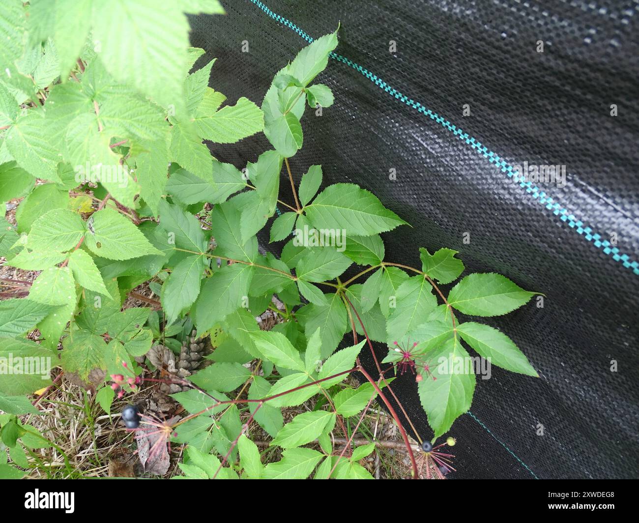 bristly sarsaparilla (Aralia hispida) Plantae Stock Photo - Alamy