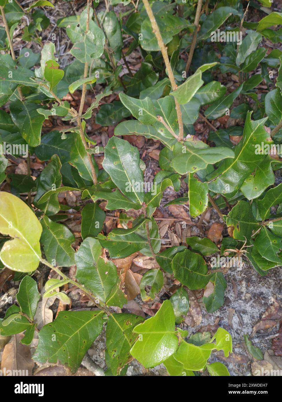 Quercus minima hi-res stock photography and images - Alamy