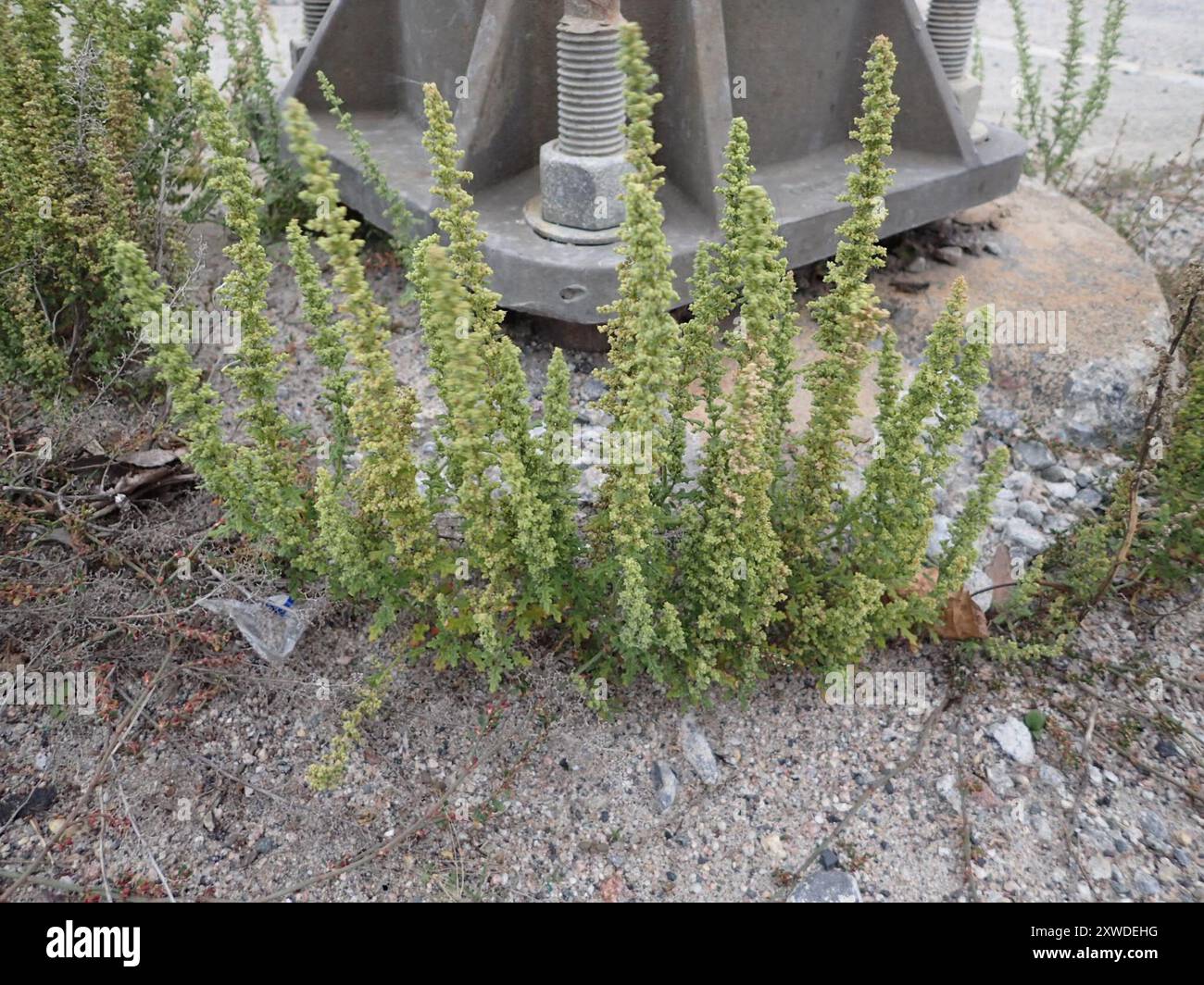 Jerusalem oak (Dysphania botrys) Plantae Stock Photo - Alamy