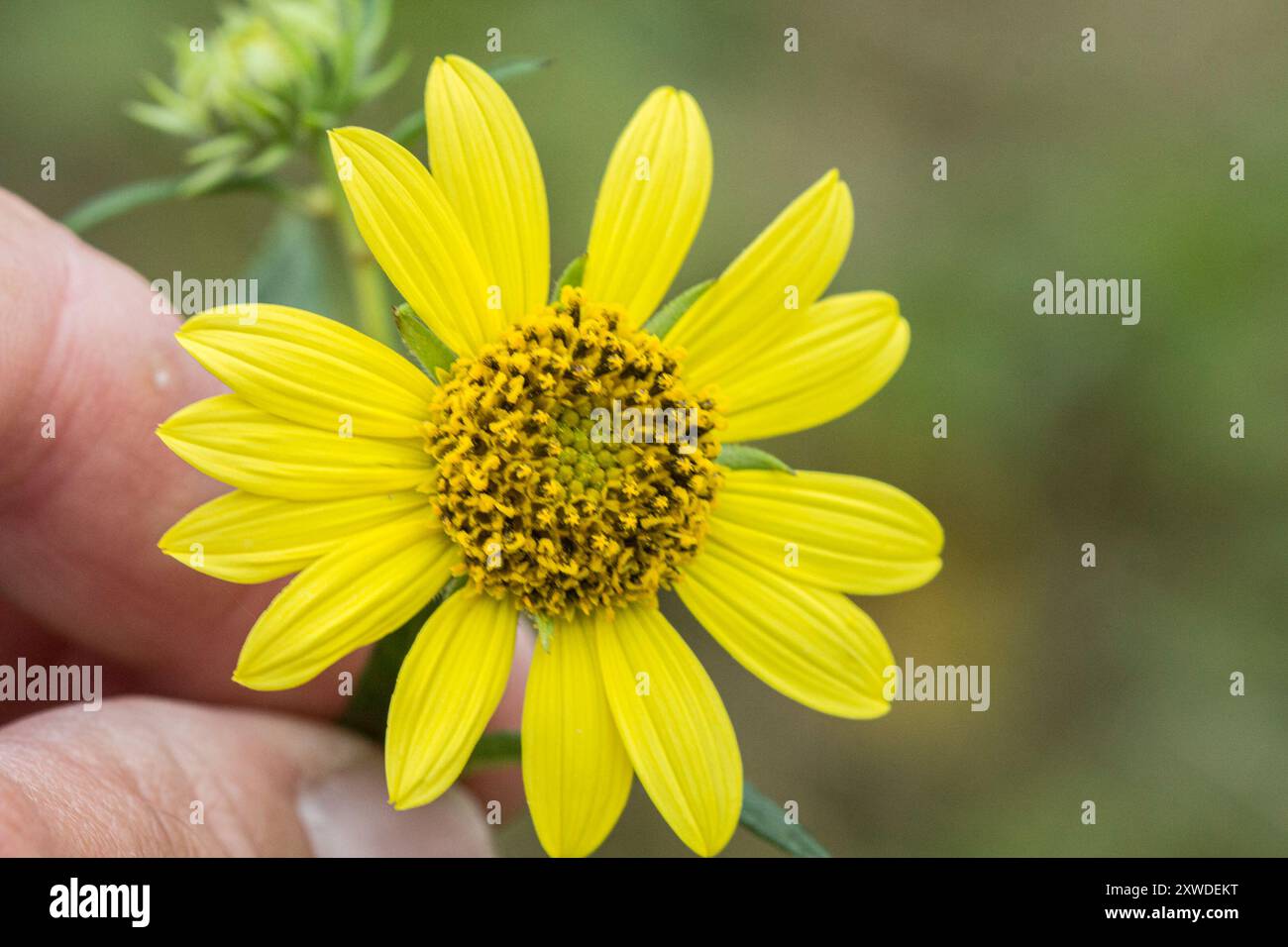 giant sunflower (Helianthus giganteus) Plantae Stock Photo - Alamy