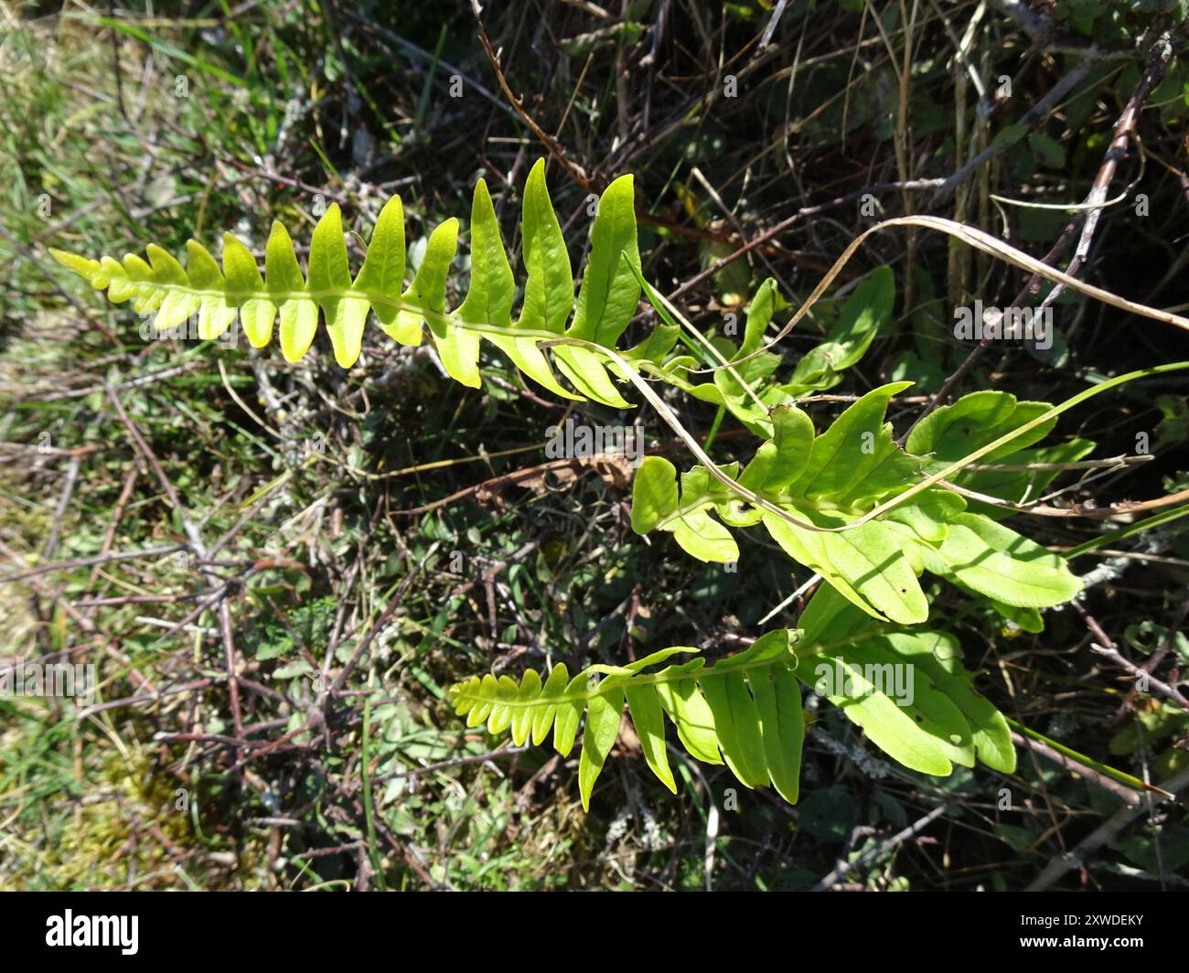 intermediate polypody (Polypodium interjectum) Plantae Stock Photo - Alamy