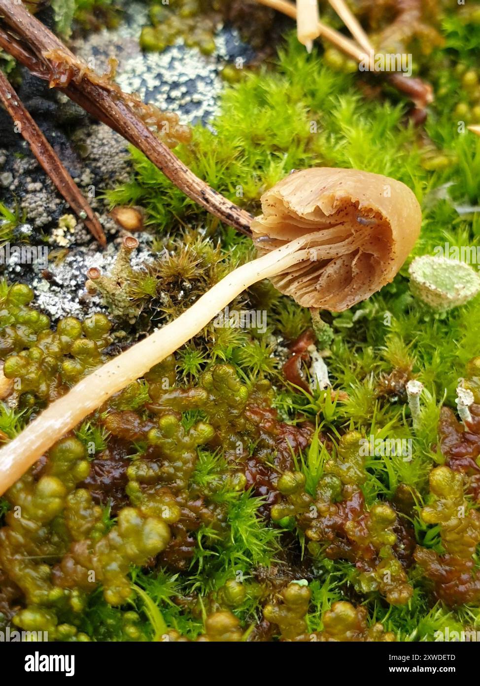 Moss Bells (Galerina) Fungi Stock Photo - Alamy
