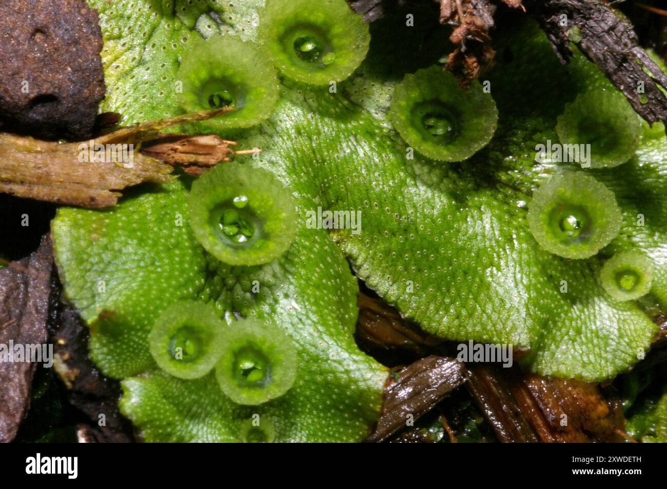 Common Liverwort (Marchantia polymorpha) Plantae Stock Photo - Alamy