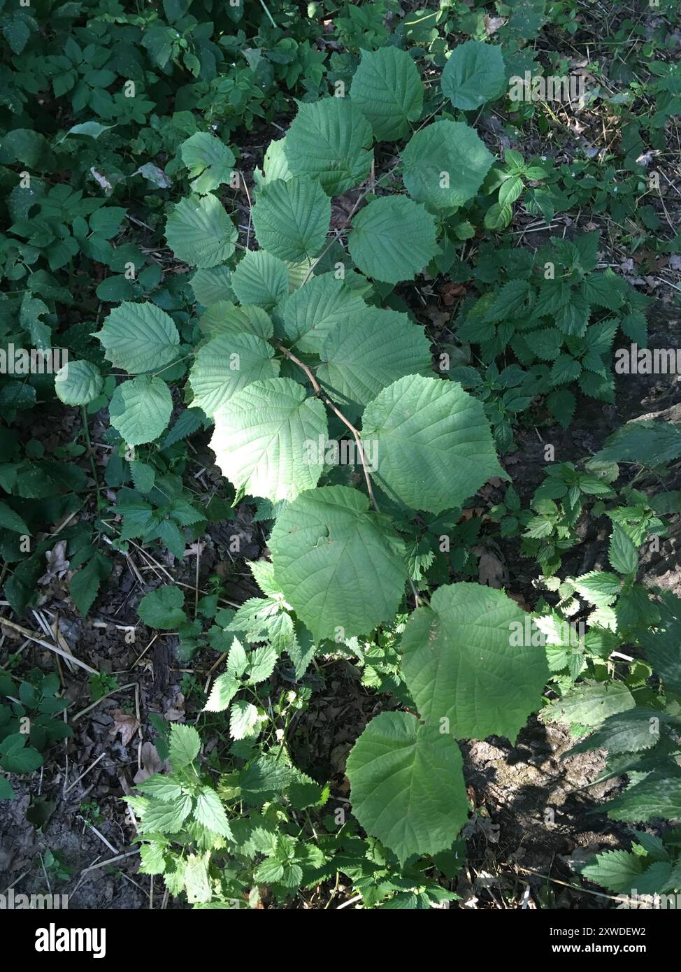 common hazel (Corylus avellana) Plantae Stock Photo - Alamy