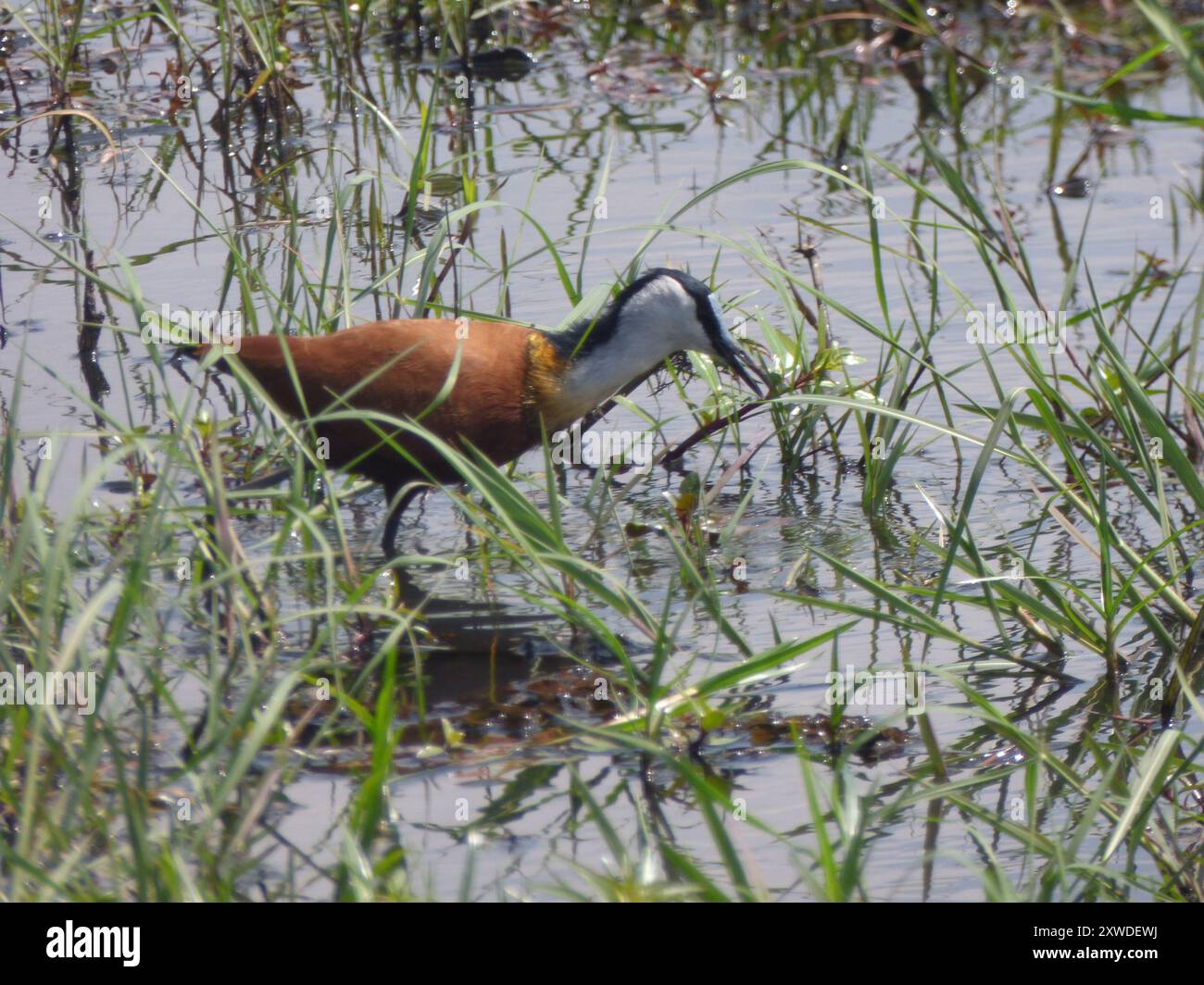 African Jacana (Actophilornis africanus) Aves Stock Photo - Alamy