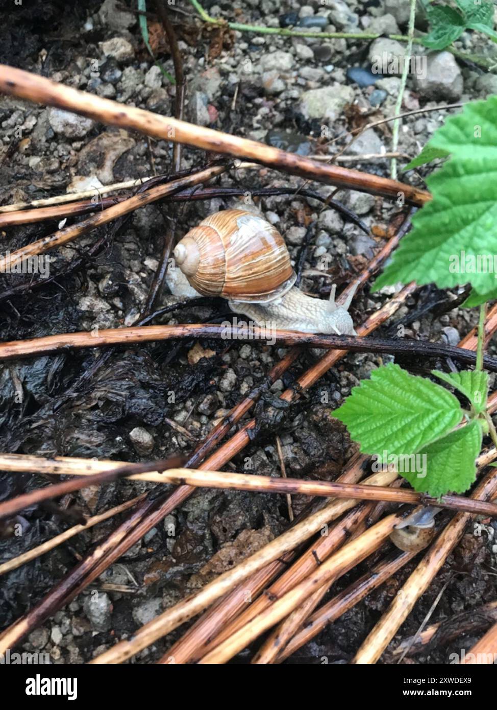 Roman Snail (Helix pomatia) Mollusca Stock Photo - Alamy