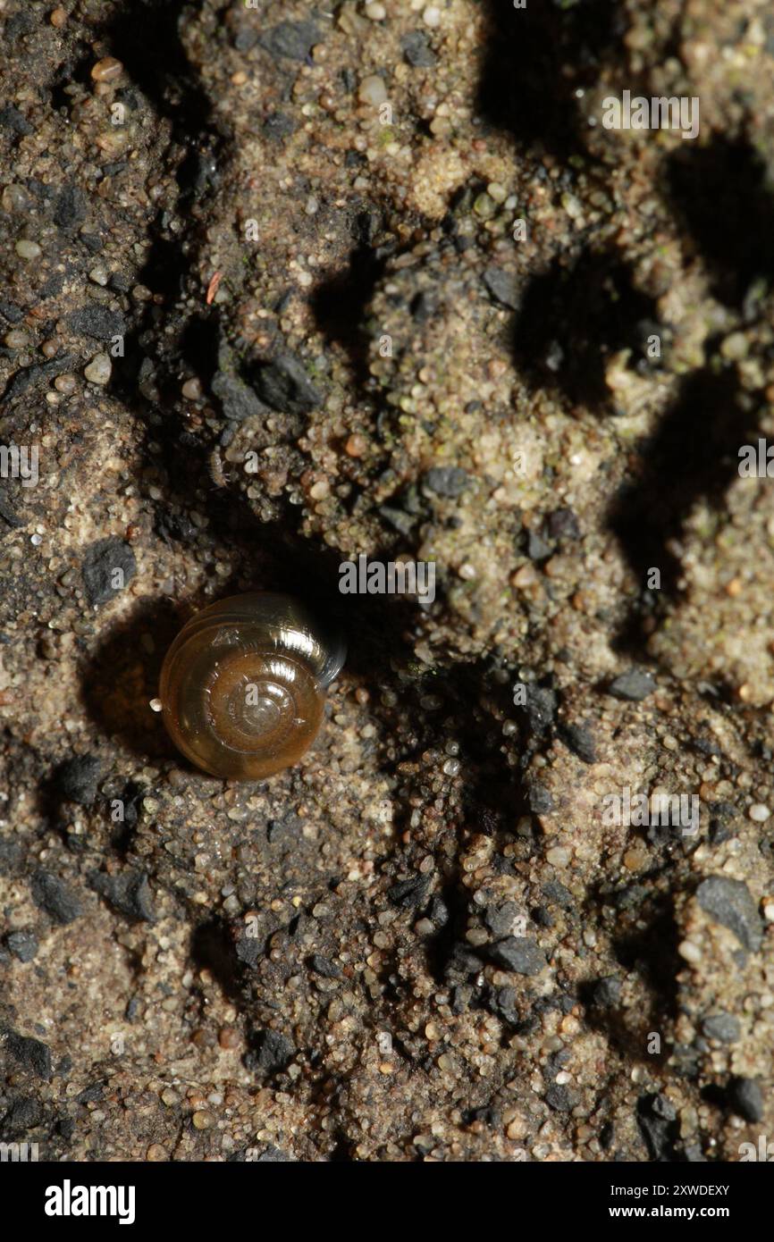 Typical Glass Snails (Oxychilus) Mollusca Stock Photo - Alamy
