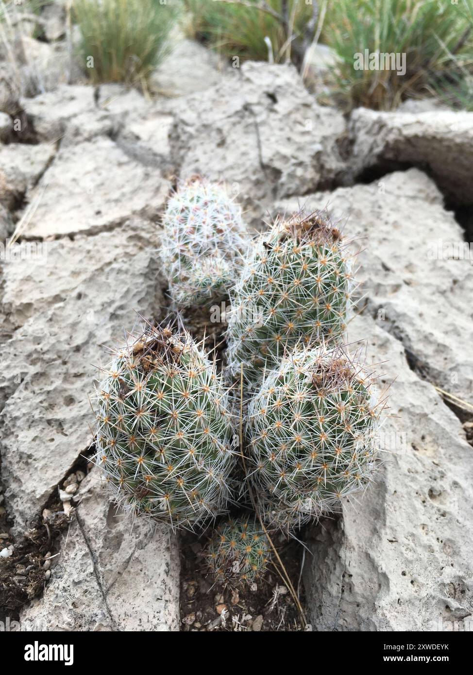 Whitecolumn Foxtail Cactus (Escobaria tuberculosa) Plantae Stock Photo ...