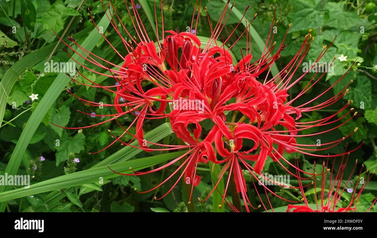 red spider lily (Lycoris radiata) Plantae Stock Photo - Alamy