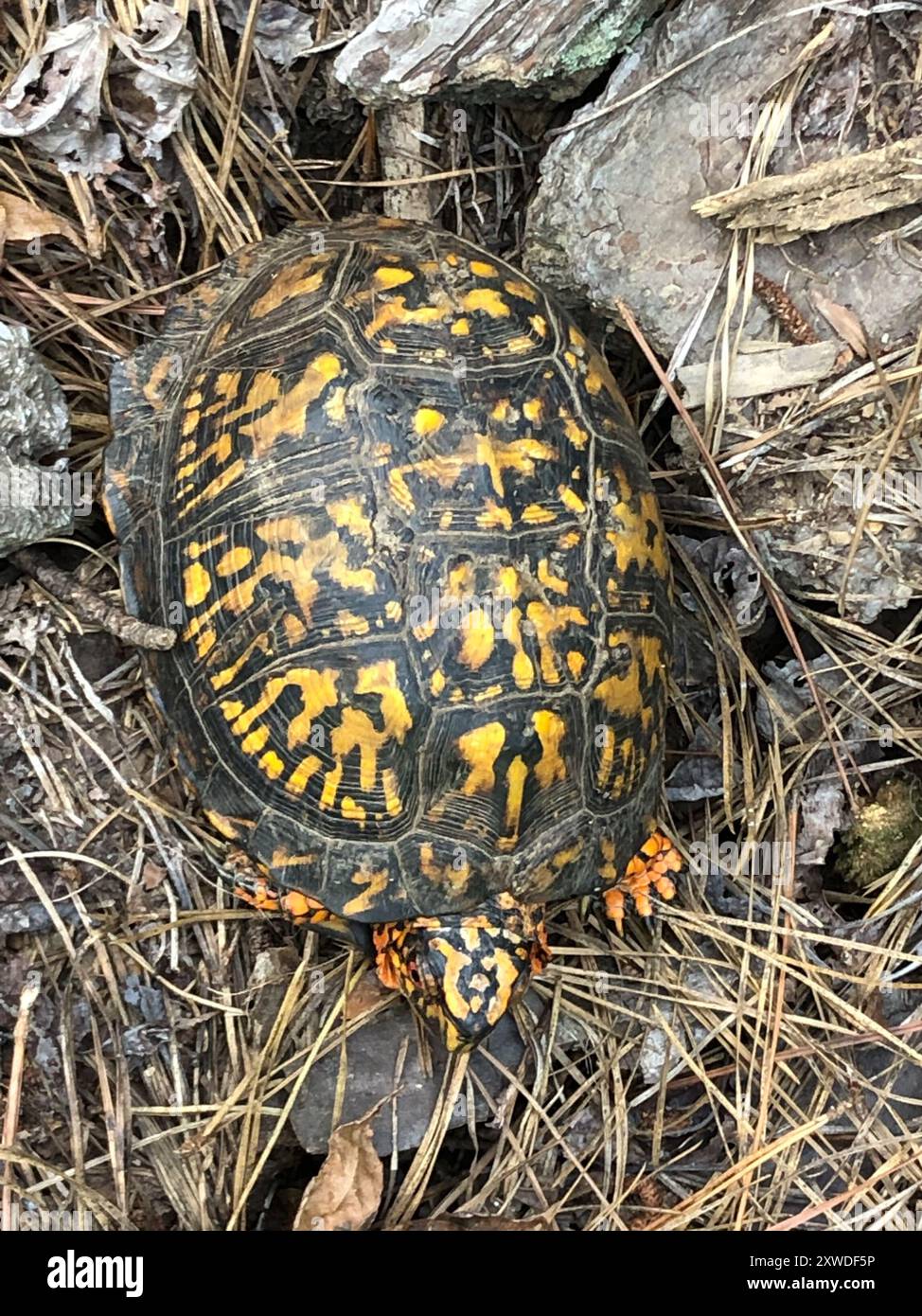 Eastern Box Turtle (Terrapene carolina carolina) Reptilia Stock Photo ...