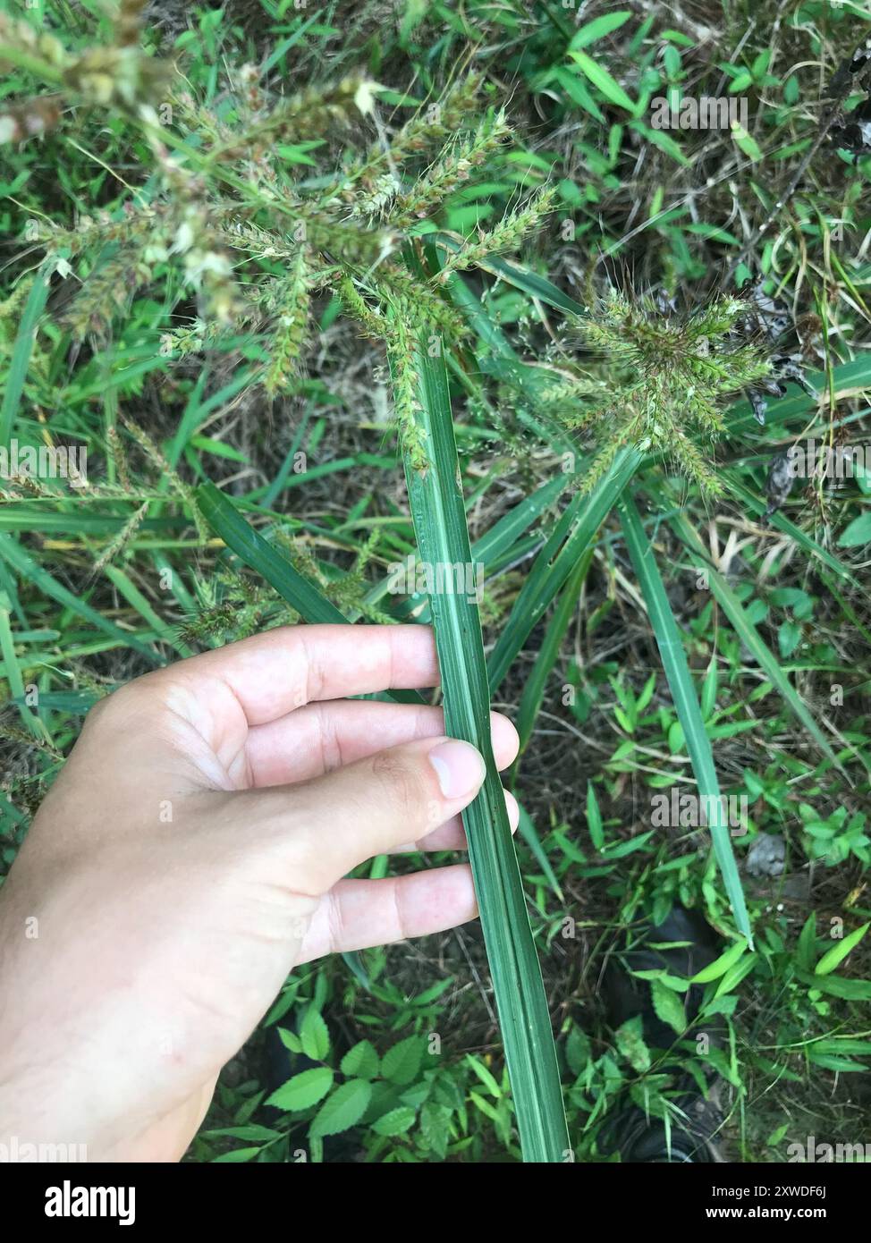 Barnyard Grasses (Echinochloa) Plantae Stock Photo - Alamy