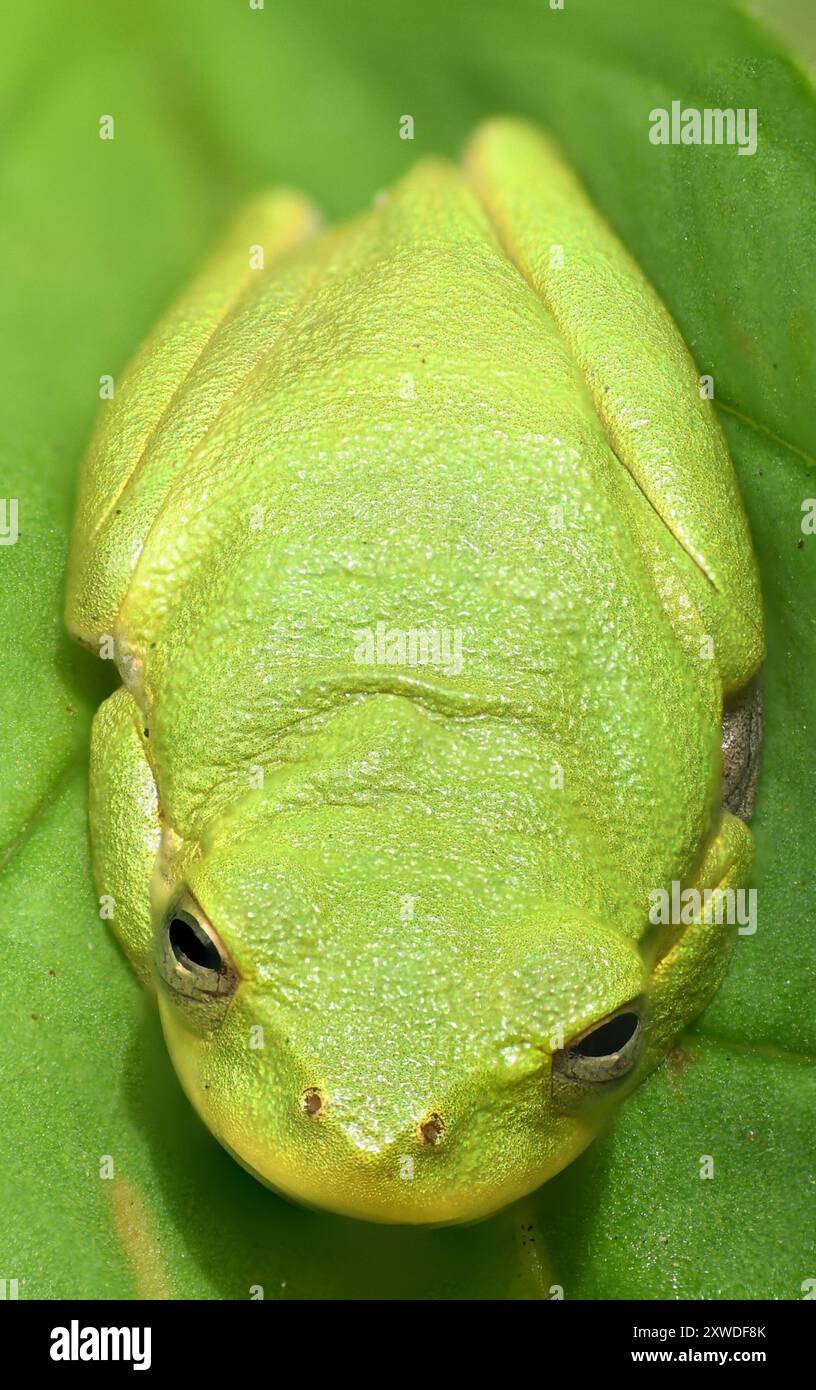 Squirrel Treefrog (Hyla squirella) Amphibia Stock Photo - Alamy