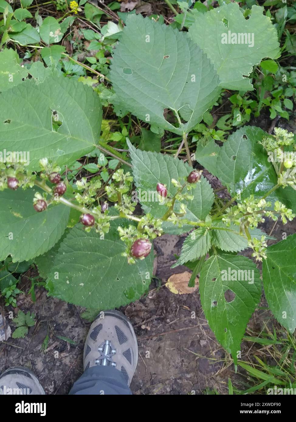 wood nettle (Laportea canadensis) Plantae Stock Photo - Alamy