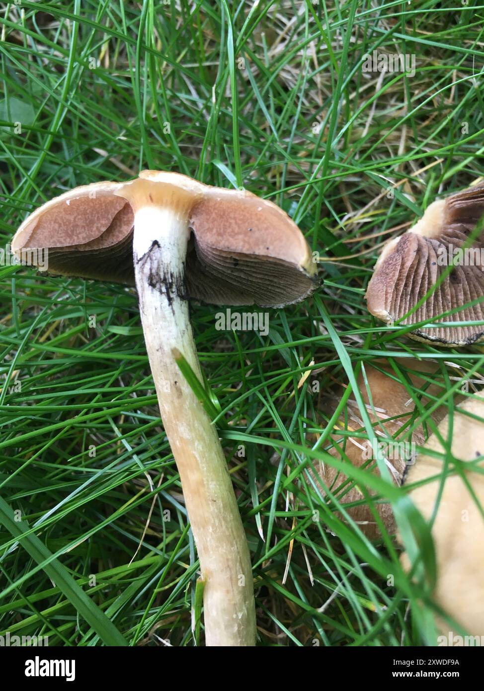 weeping widow (Lacrymaria lacrymabunda) Fungi Stock Photo - Alamy