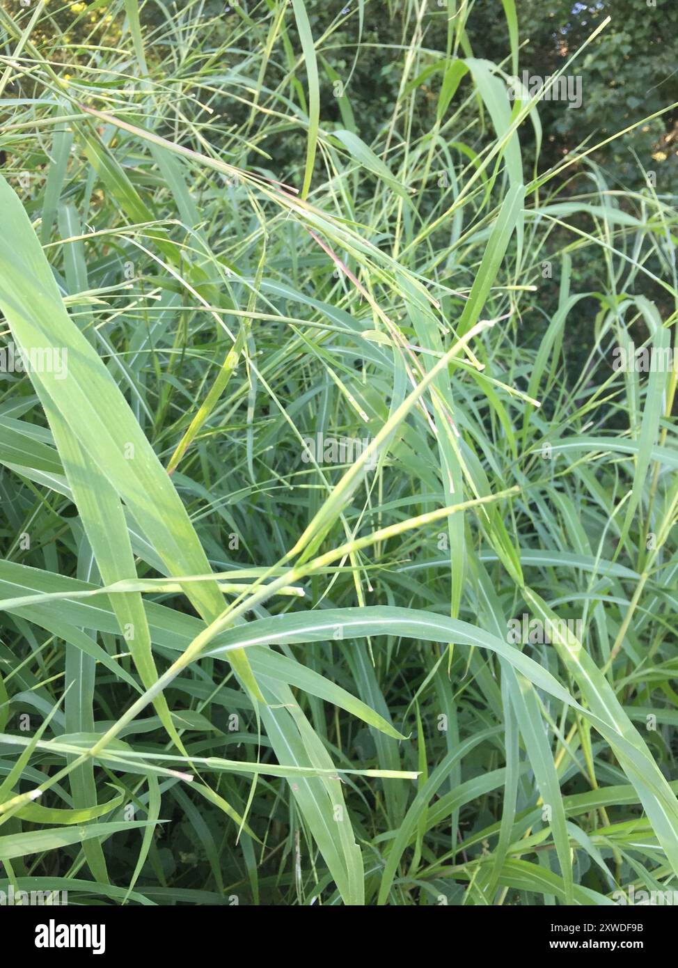 Itchgrass (Rottboellia cochinchinensis) Plantae Stock Photo - Alamy