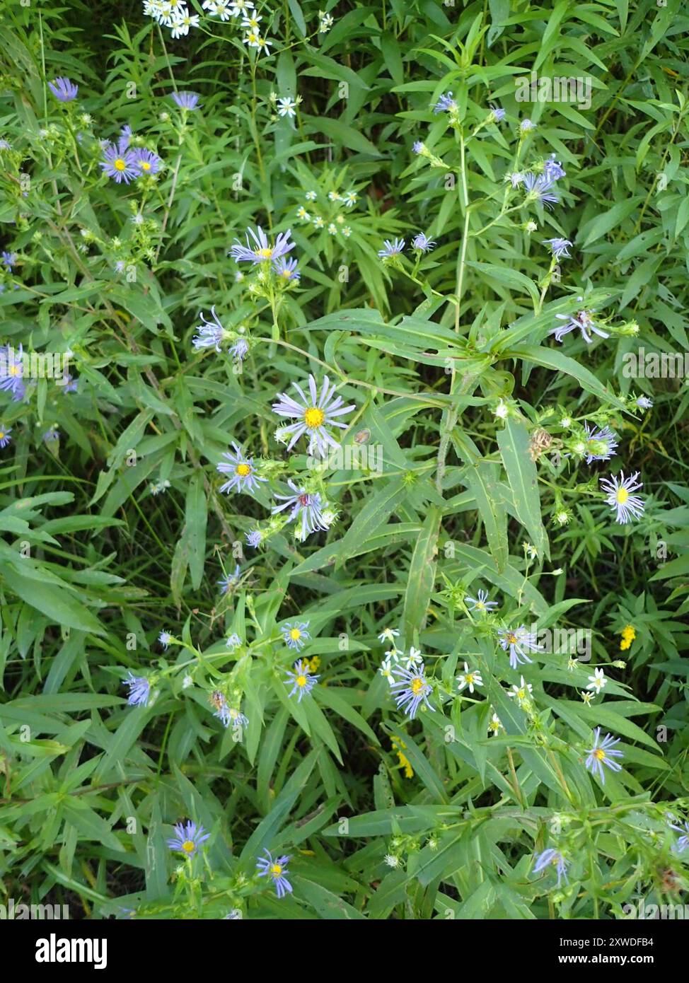 swamp aster (Symphyotrichum puniceum) Plantae Stock Photo - Alamy
