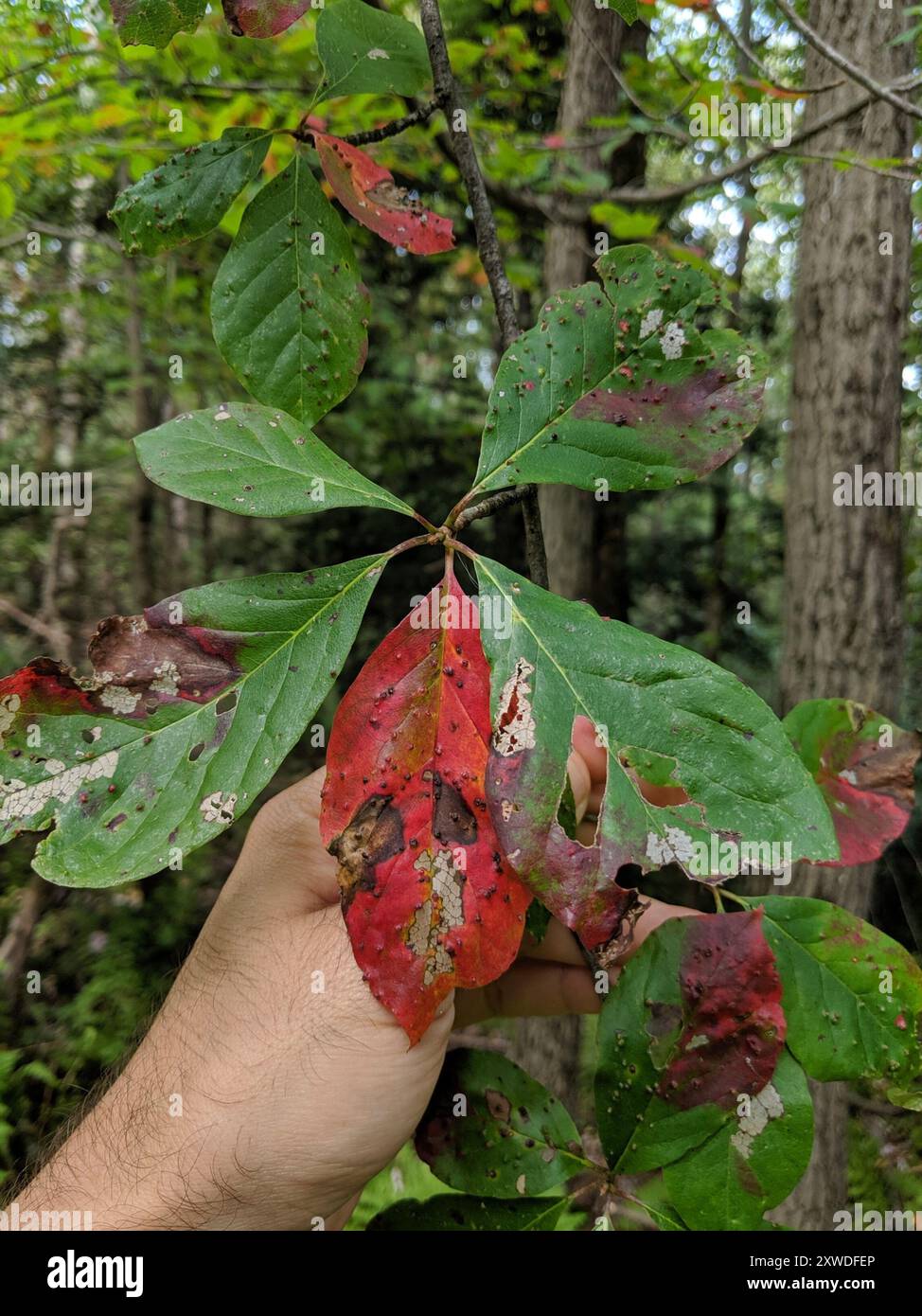 Black Tupelo (Nyssa sylvatica) Plantae Stock Photo - Alamy