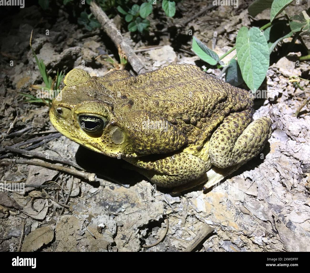 Giant Toad (Rhinella horribilis) Amphibia Stock Photo - Alamy