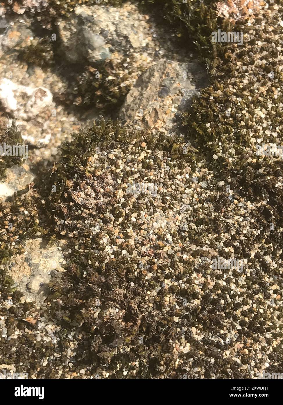 joint-toothed mosses (Bryopsida) Plantae Stock Photo - Alamy