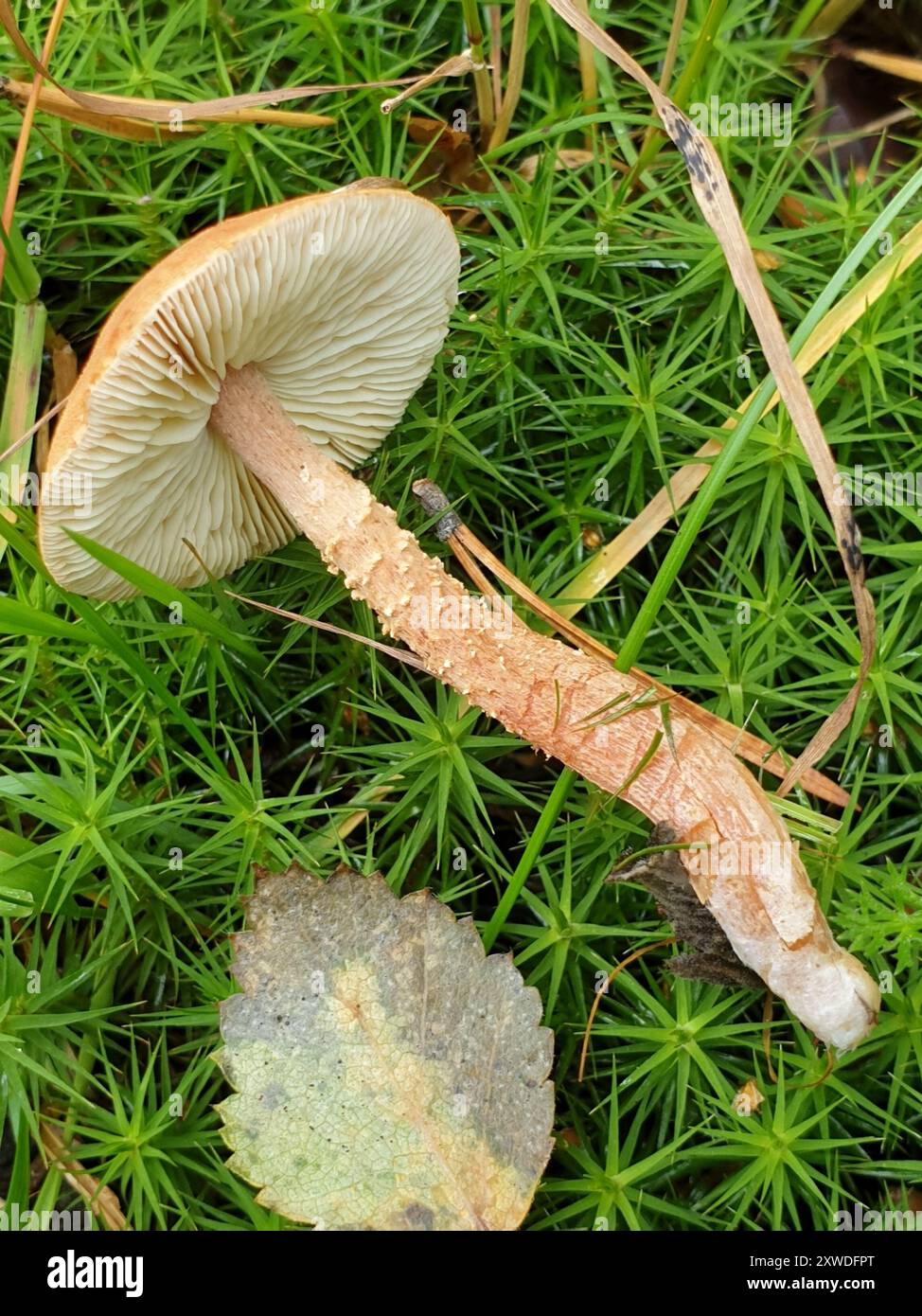 Powdercaps (Cystoderma) Fungi Stock Photo - Alamy