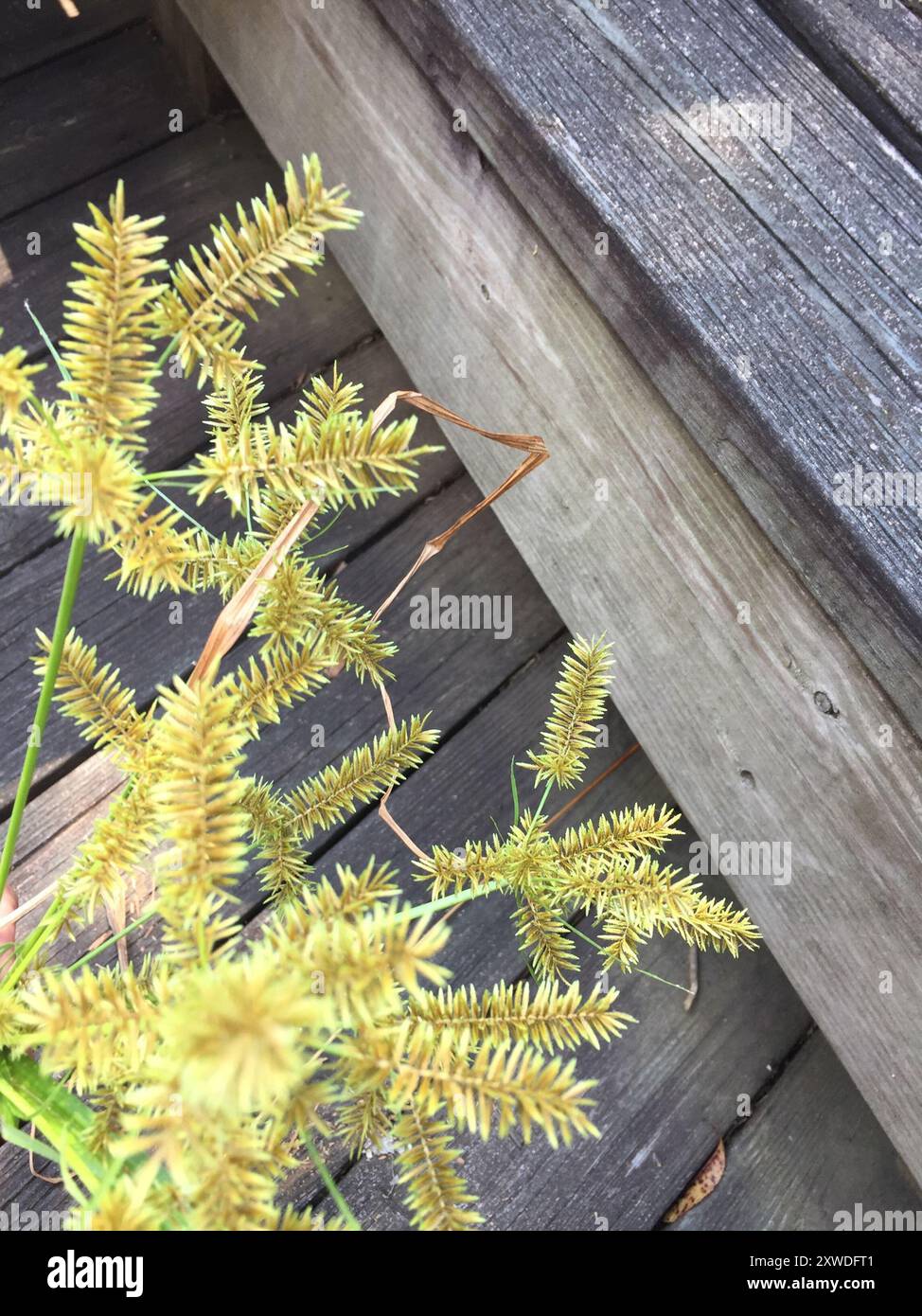 redroot flatsedge (Cyperus erythrorhizos) Plantae Stock Photo - Alamy