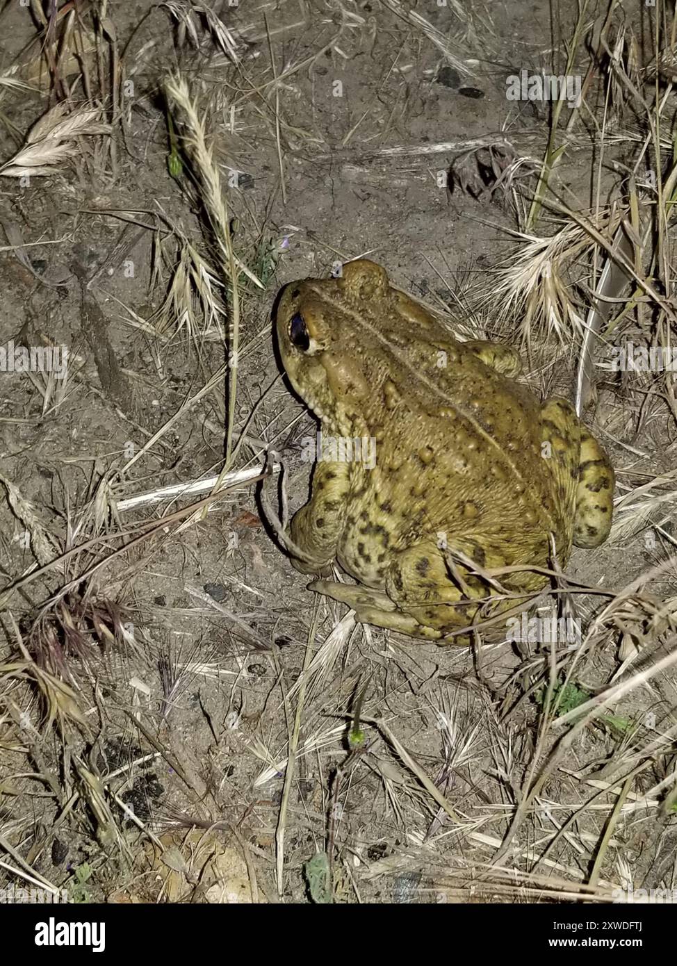 Western Toad (Anaxyrus boreas) Amphibia Stock Photo - Alamy