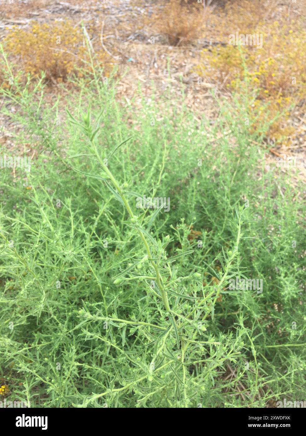 Stinkwort (Dittrichia graveolens) Plantae Stock Photo - Alamy