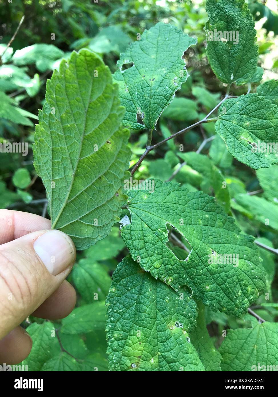 netleaf hackberry (Celtis reticulata) Plantae Stock Photo - Alamy