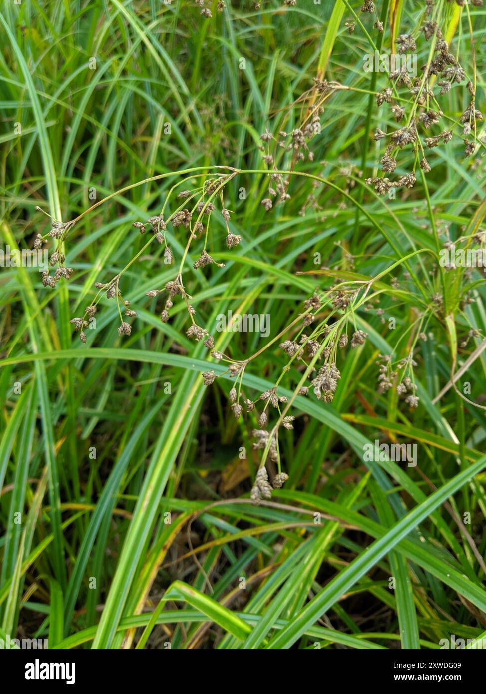 Panicled Bulrush (Scirpus microcarpus) Plantae Stock Photo - Alamy
