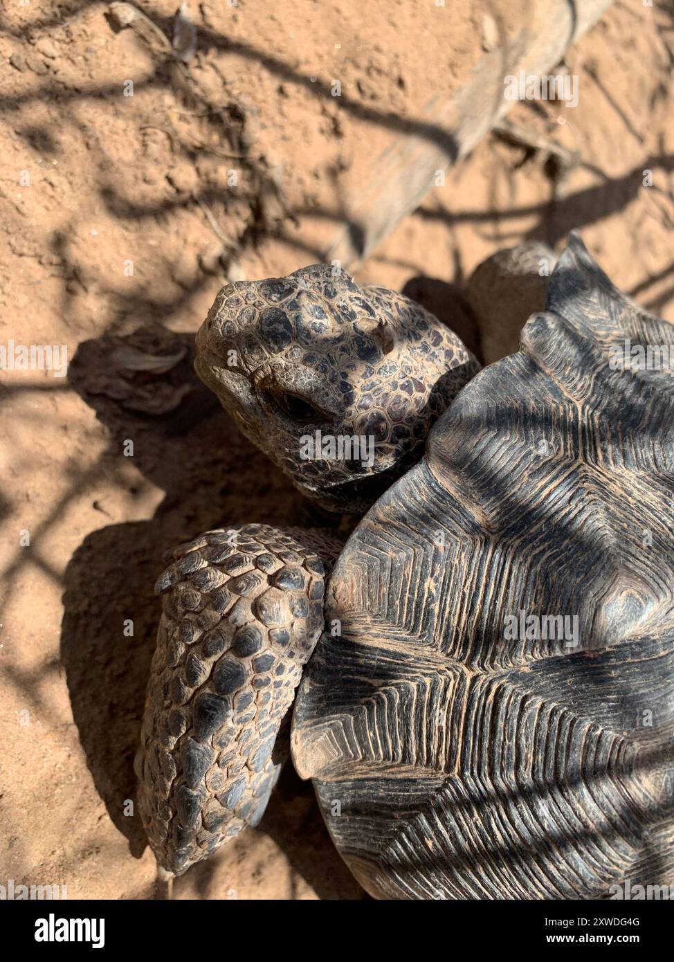 Sonoran Desert Tortoise (Gopherus morafkai) Reptilia Stock Photo - Alamy