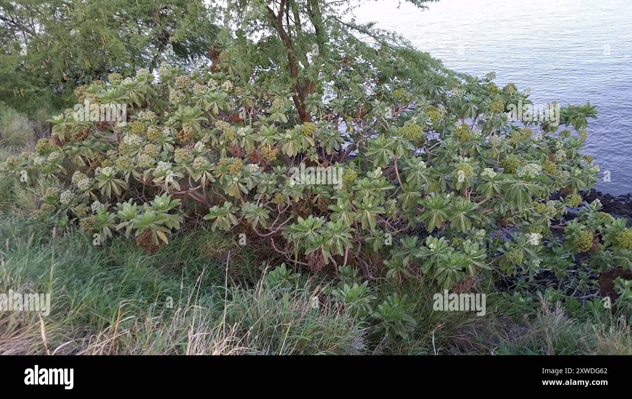 tree heliotrope (Heliotropium arboreum) Plantae Stock Photo - Alamy
