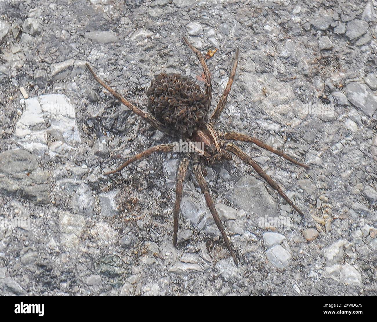Radiated wolf spider hi-res stock photography and images - Alamy