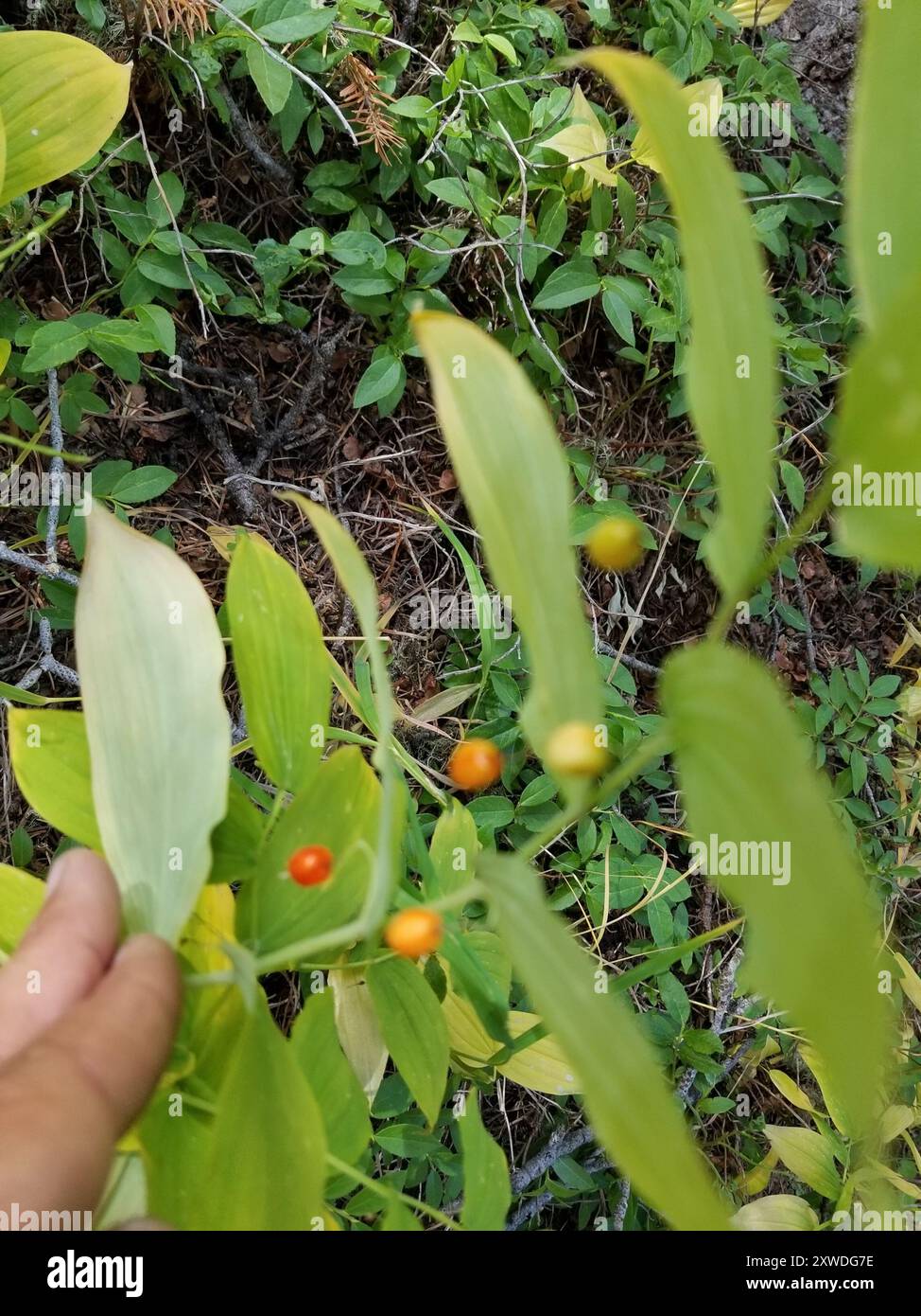 white twisted-stalk (Streptopus amplexifolius) Plantae Stock Photo - Alamy