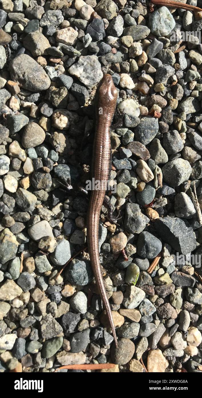 Northern Alligator Lizard (Elgaria coerulea) Reptilia Stock Photo - Alamy