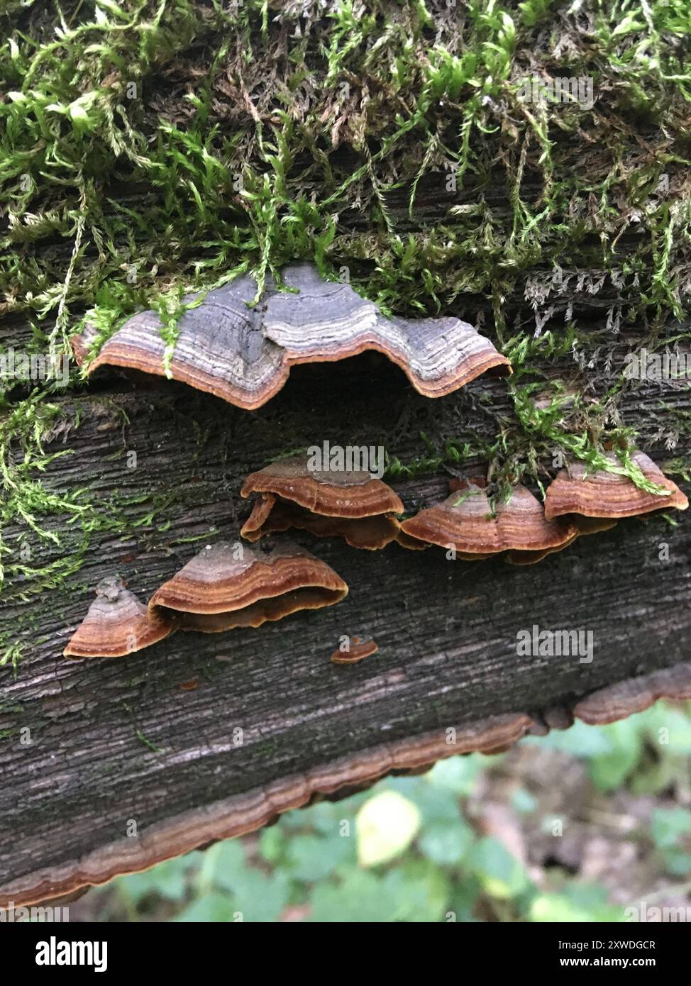 Oak curtain crust fungus hi-res stock photography and images - Alamy