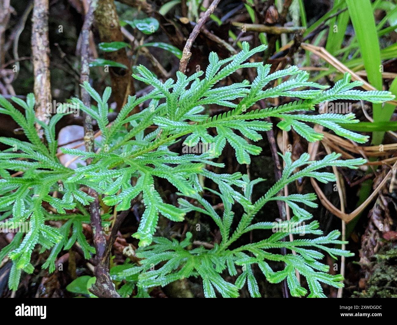 spikemosses (Selaginella) Plantae Stock Photo - Alamy