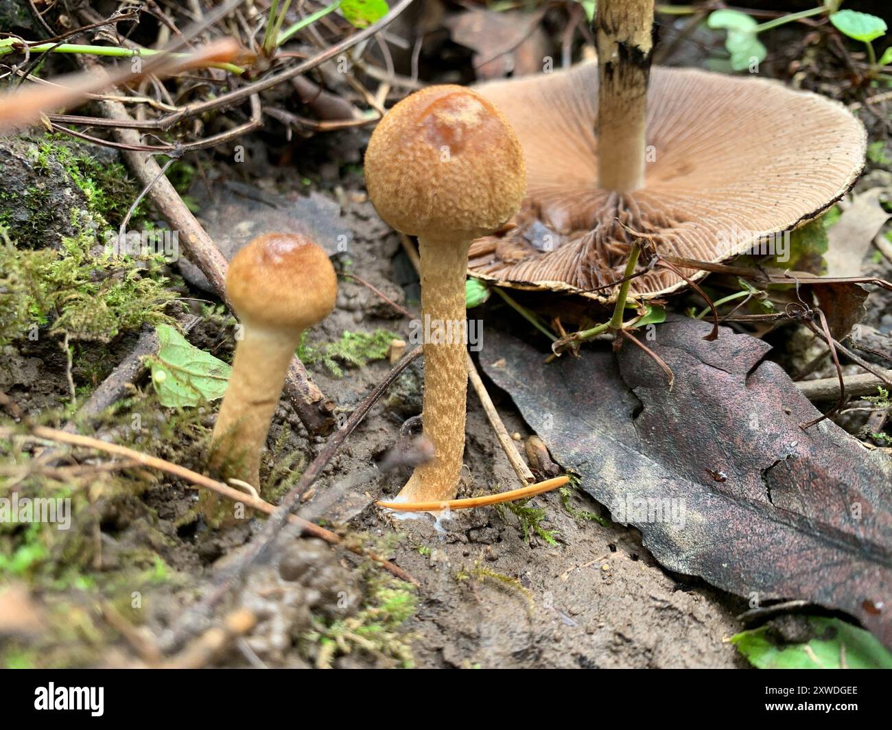 weeping widow (Lacrymaria lacrymabunda) Fungi Stock Photo - Alamy
