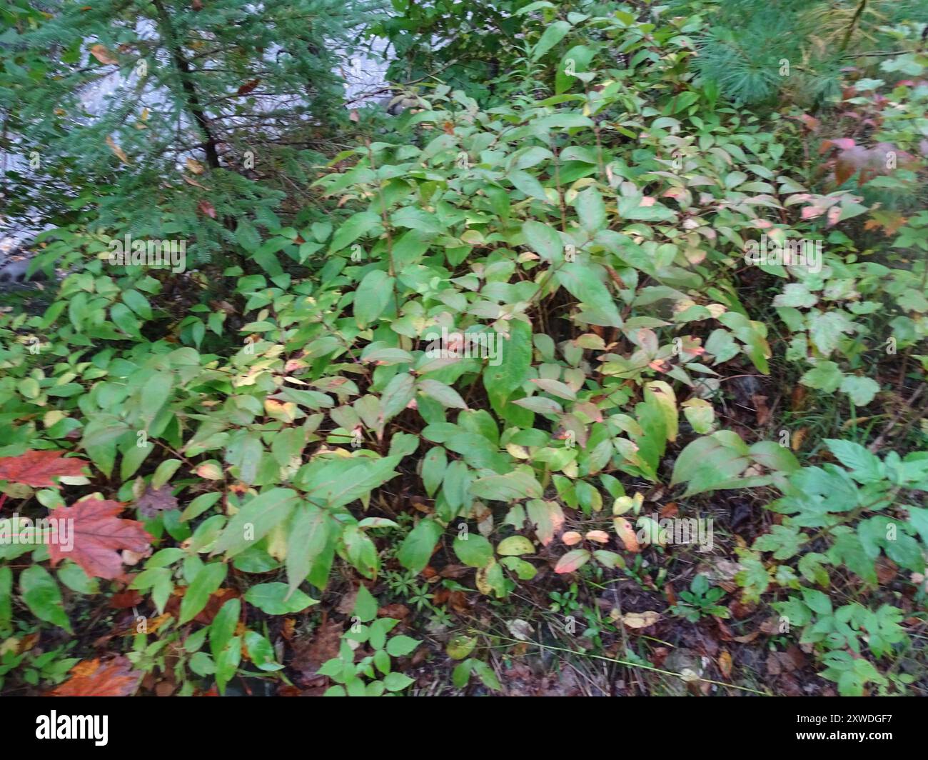 northern bush honeysuckle (Diervilla lonicera) Plantae Stock Photo - Alamy