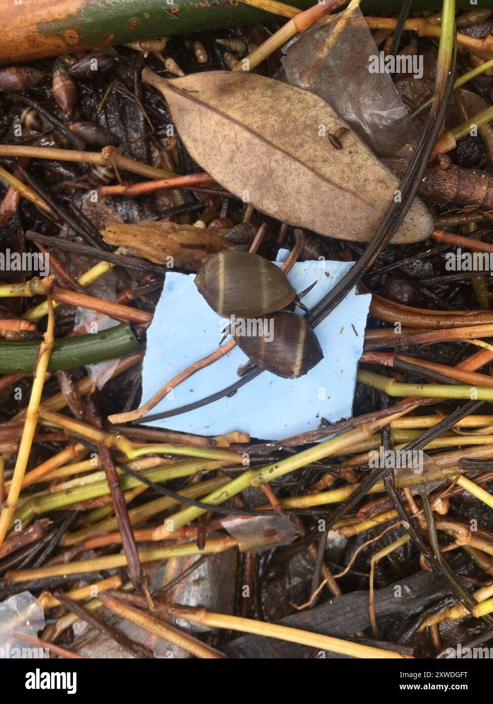 Coffee Bean Snail (Melampus coffea) Mollusca Stock Photo - Alamy