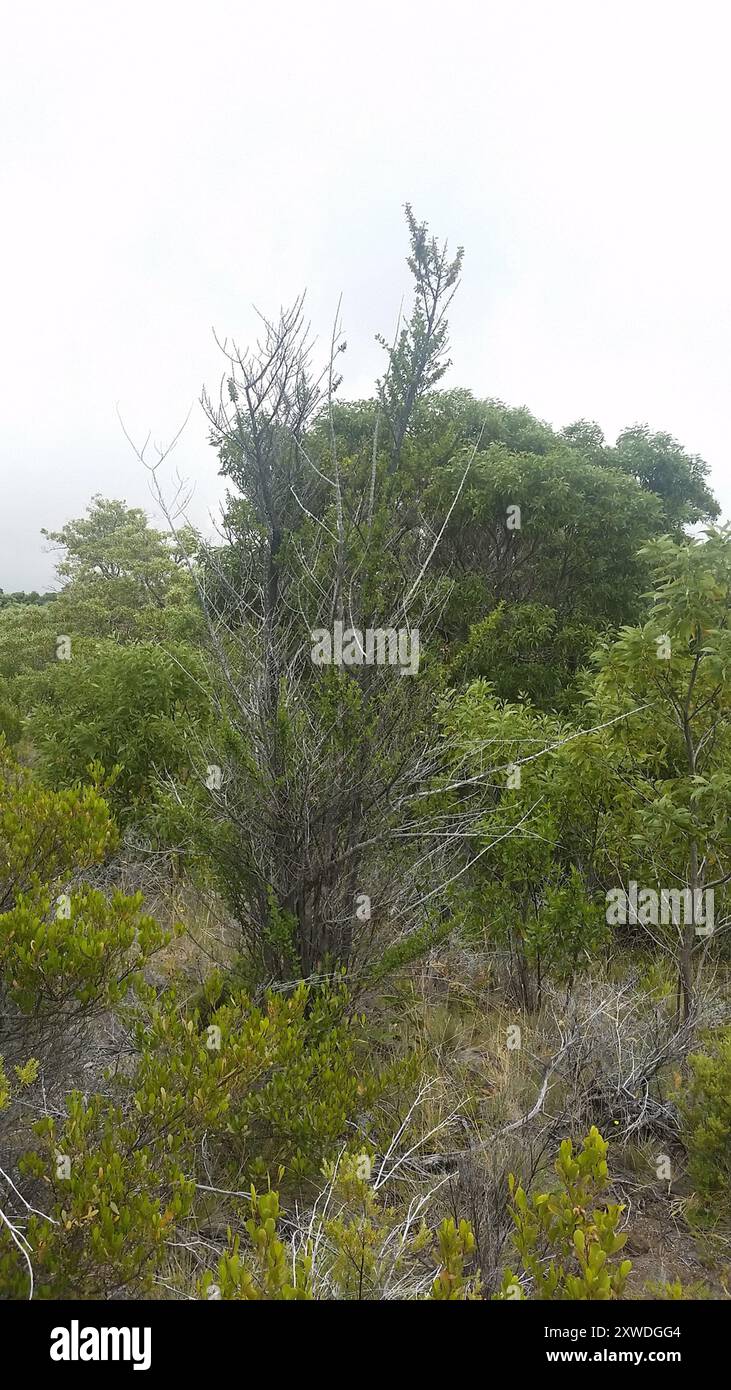 Pilo (Coprosma montana) Plantae Stock Photo - Alamy