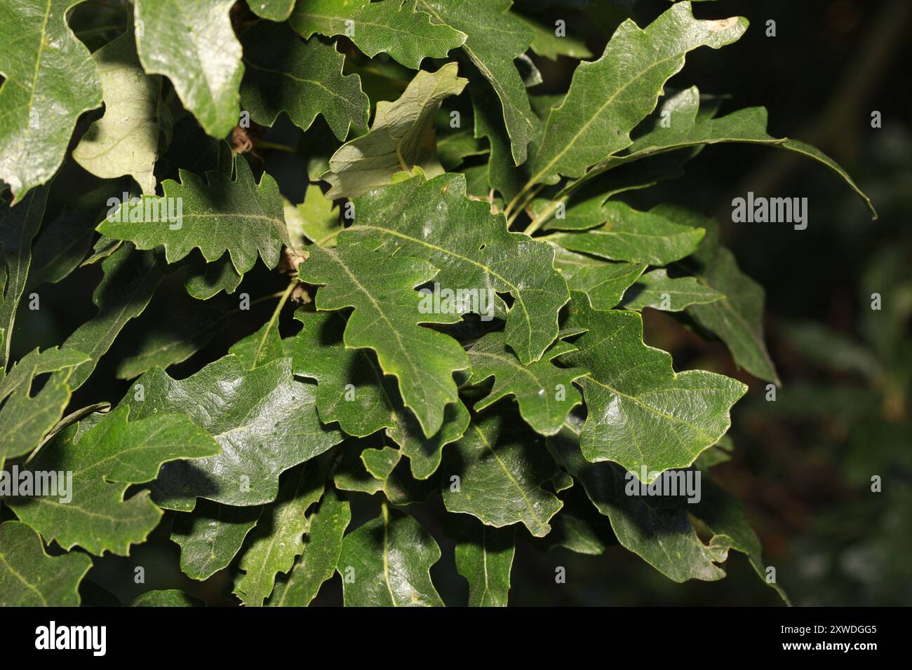 Turkey Oak (Quercus cerris) Plantae Stock Photo - Alamy