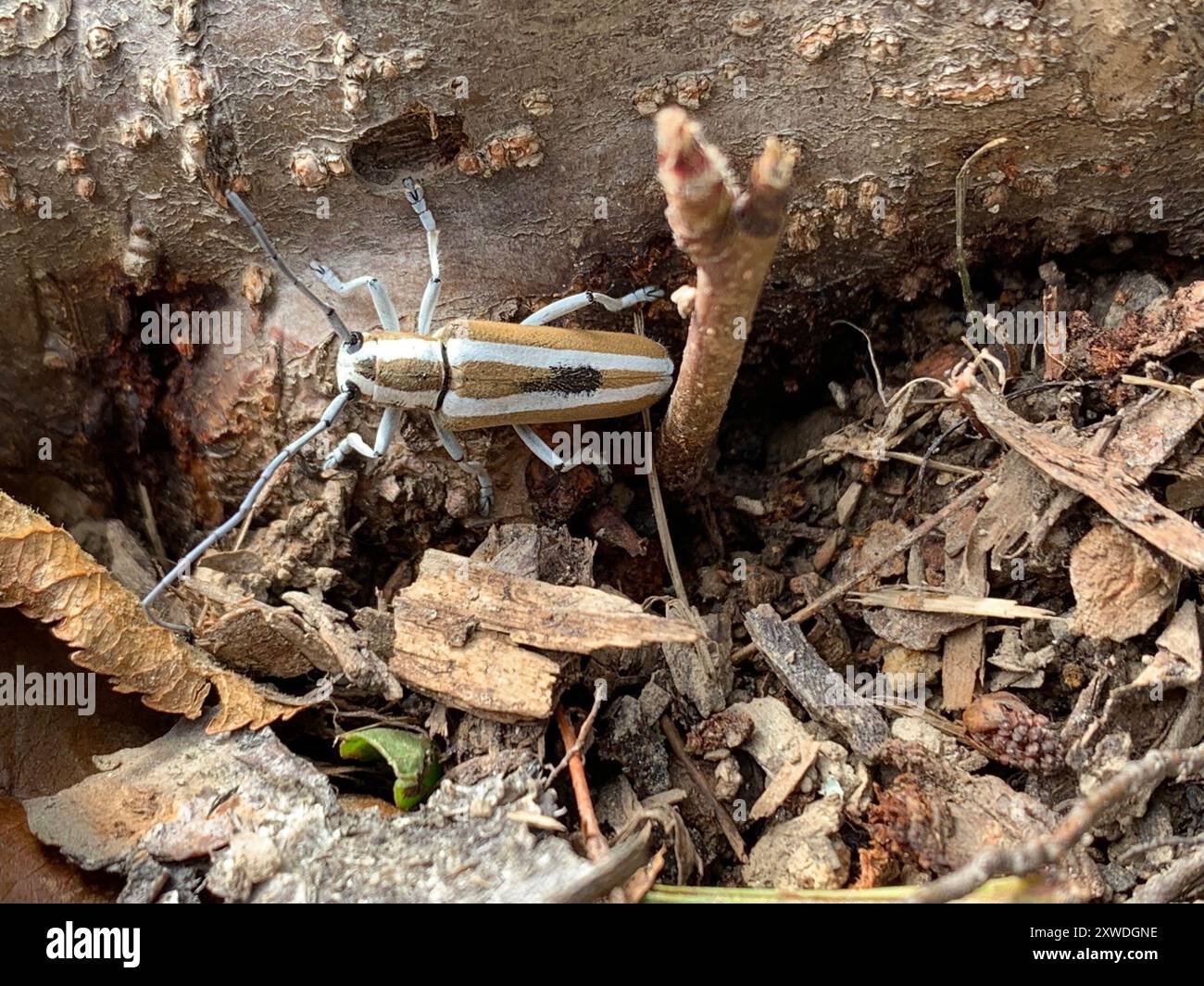 Round-headed Apple Tree Borer (Saperda candida) Insecta Stock Photo - Alamy