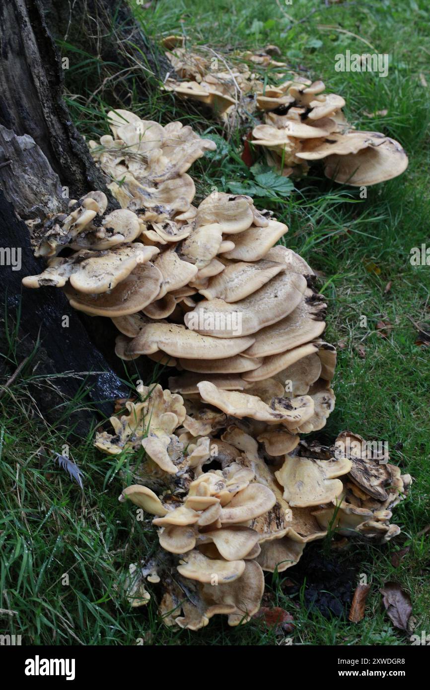 Giant Polypore (Meripilus giganteus) Fungi Stock Photo - Alamy