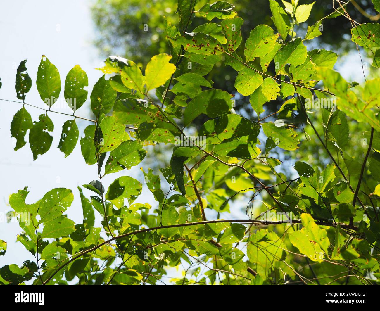 Subcostate Crape Myrtle (Lagerstroemia subcostata) Plantae Stock Photo ...